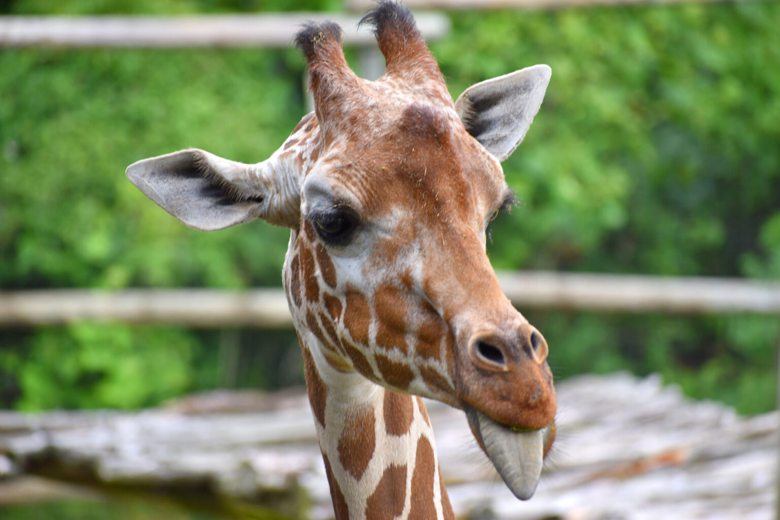 Seasonal Experiences - Peoria Zoo